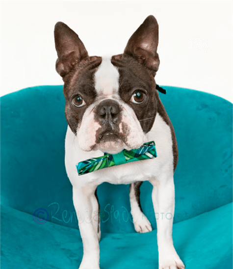 San Antonio Divorce Lawyer | Law Office of Rebecca J. Carrillo